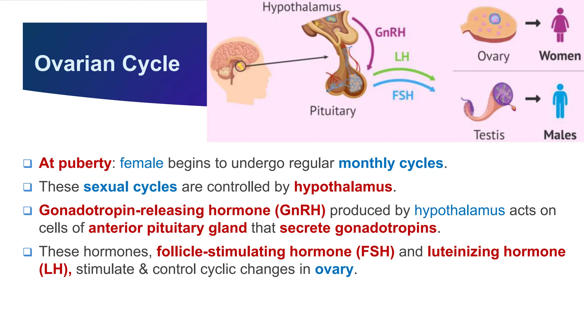 03 04 05 Female reproductive cycle, Fertilization, First week cleavage ...
