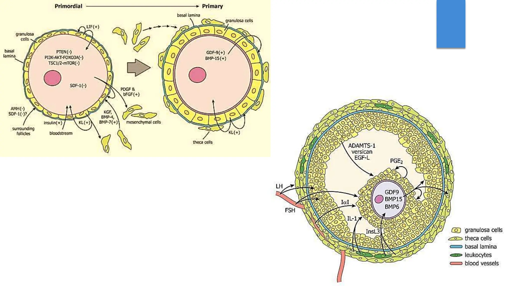 03 04 05 Female reproductive cycle, Fertilization, First week cleavage ...