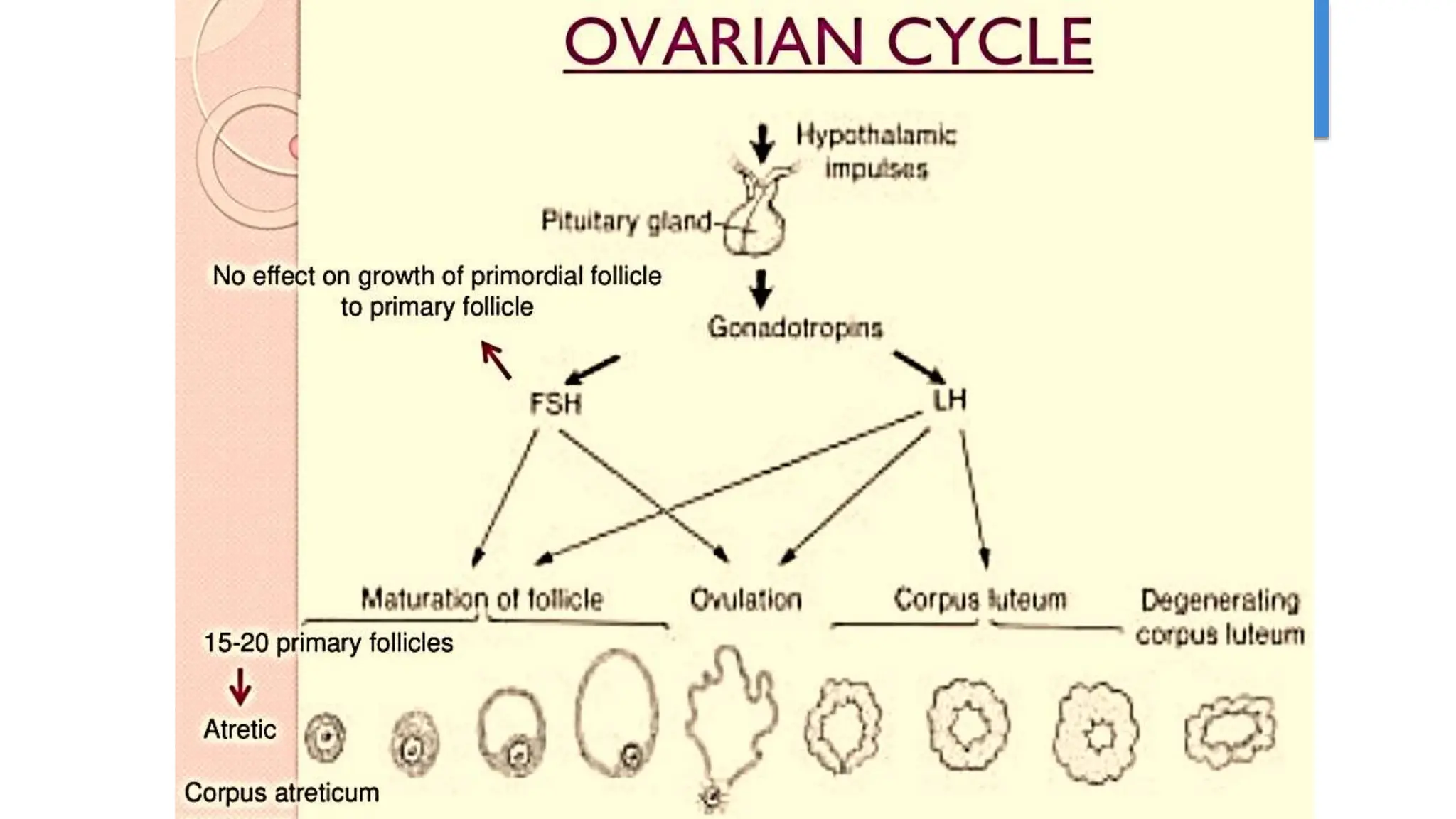 03 04 05 Female reproductive cycle, Fertilization, First week cleavage ...