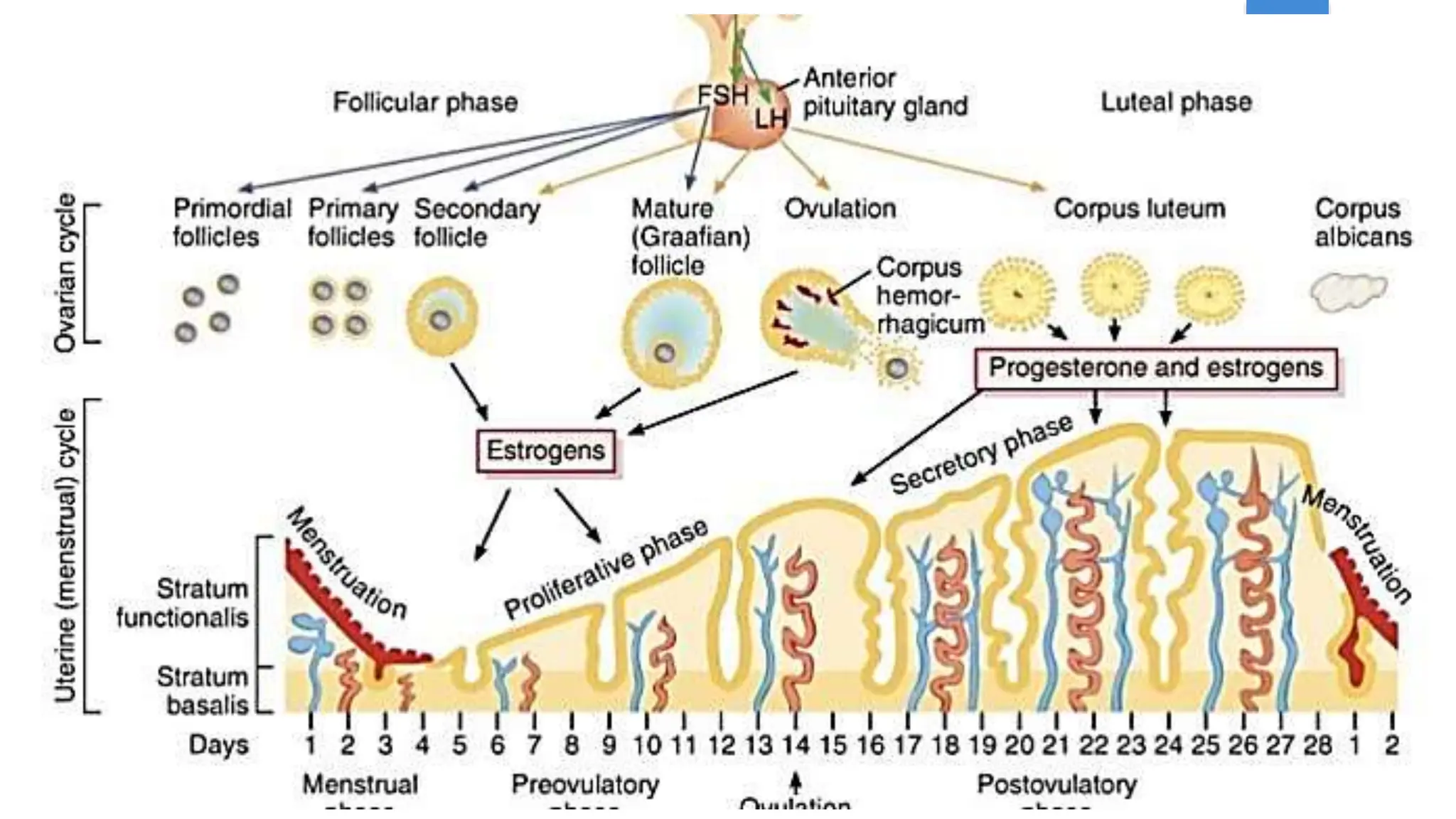 03 04 05 Female reproductive cycle, Fertilization, First week cleavage ...