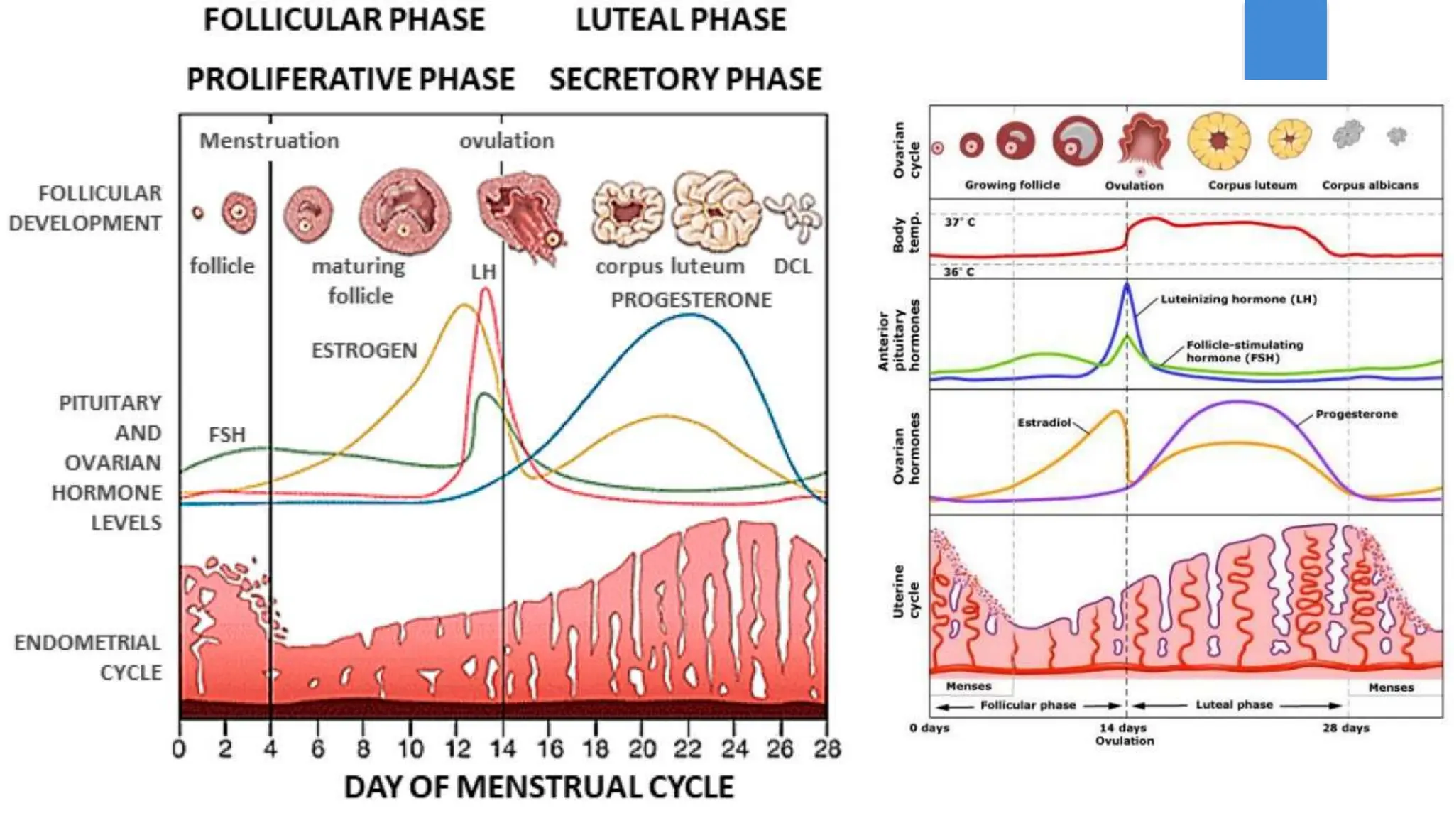 03 04 05 Female reproductive cycle, Fertilization, First week cleavage ...