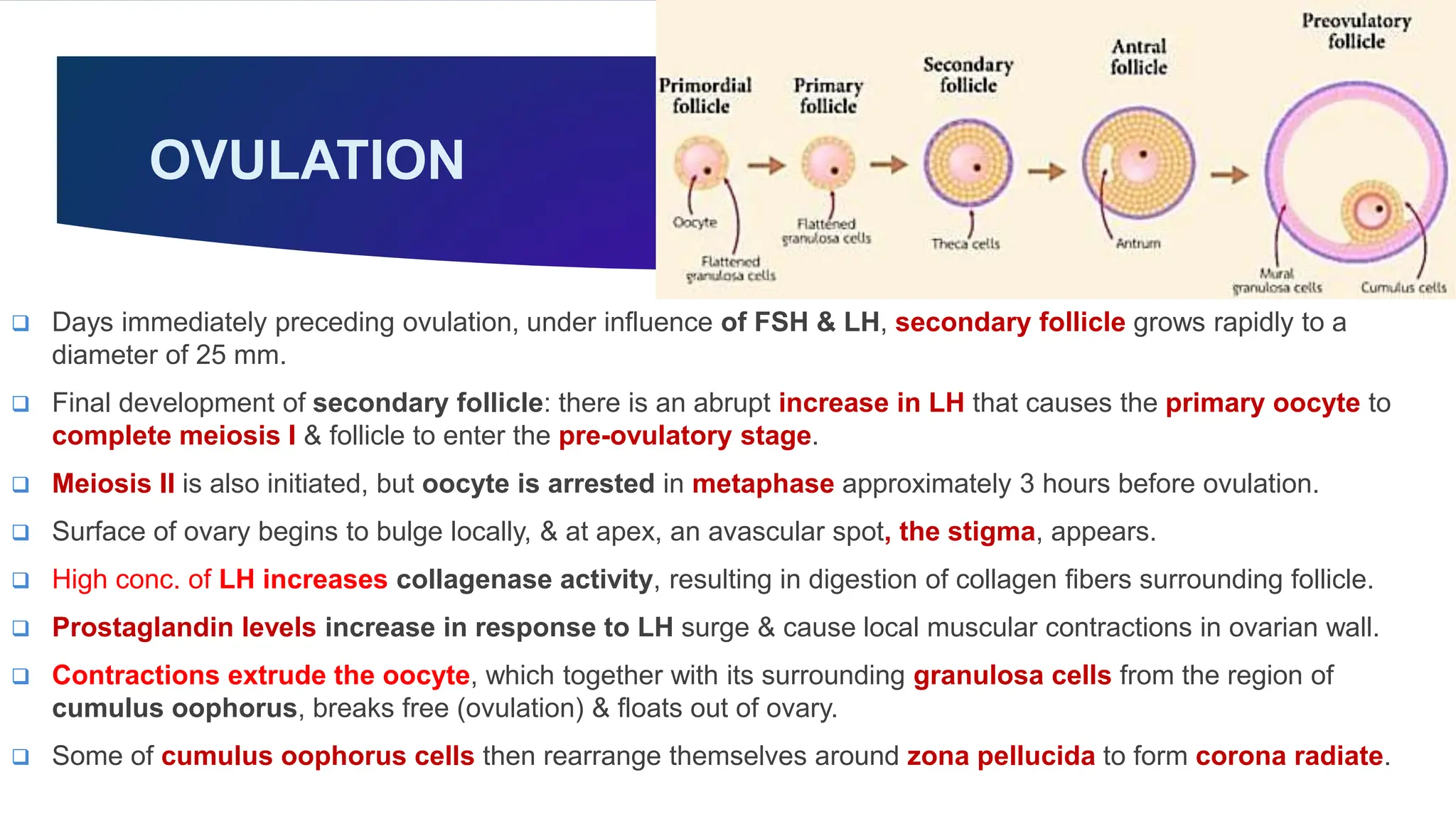 03 04 05 Female reproductive cycle, Fertilization, First week cleavage ...