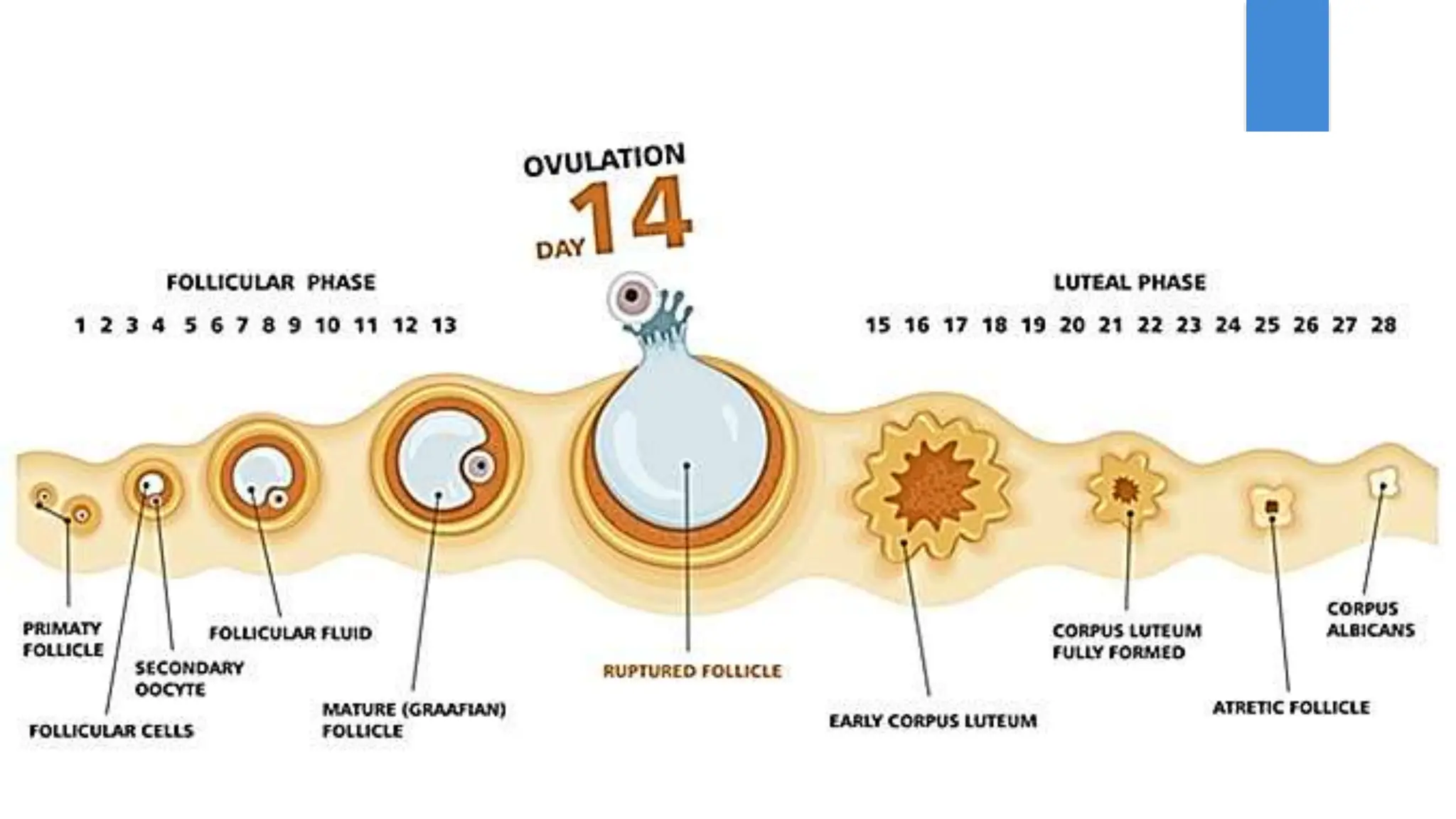 03 04 05 Female reproductive cycle, Fertilization, First week cleavage ...