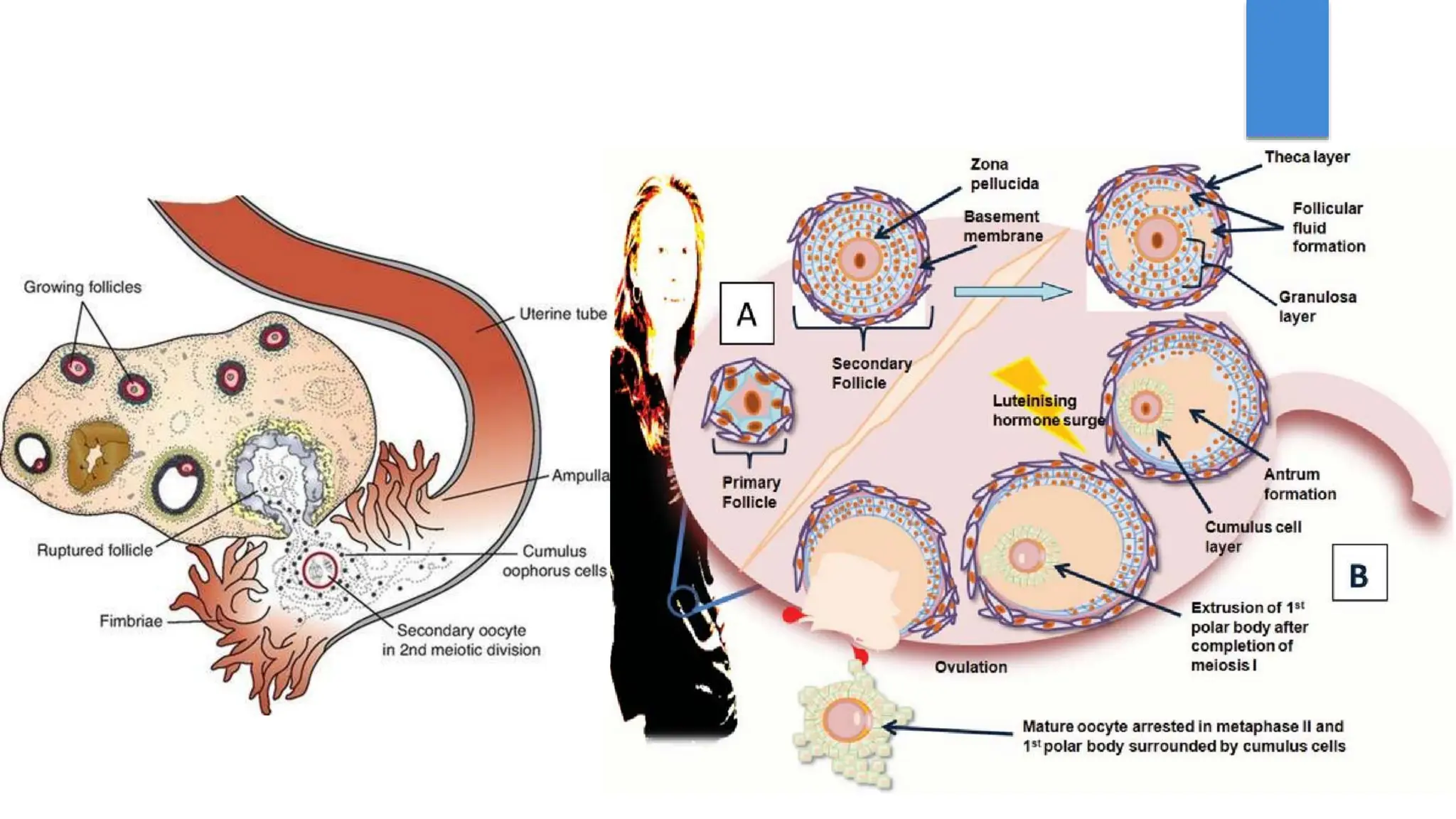 03 04 05 Female reproductive cycle, Fertilization, First week cleavage ...