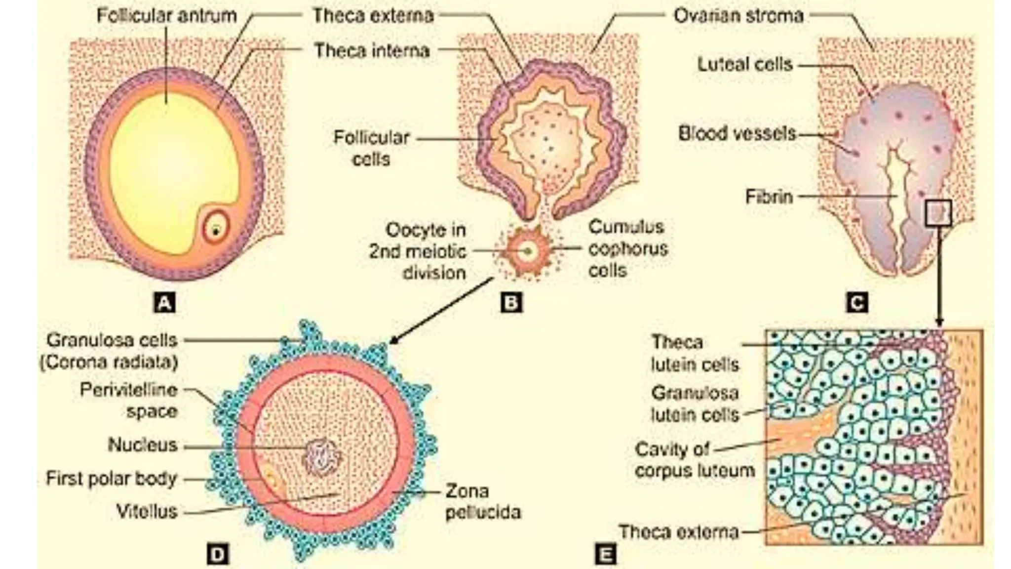 03 04 05 Female reproductive cycle, Fertilization, First week cleavage ...