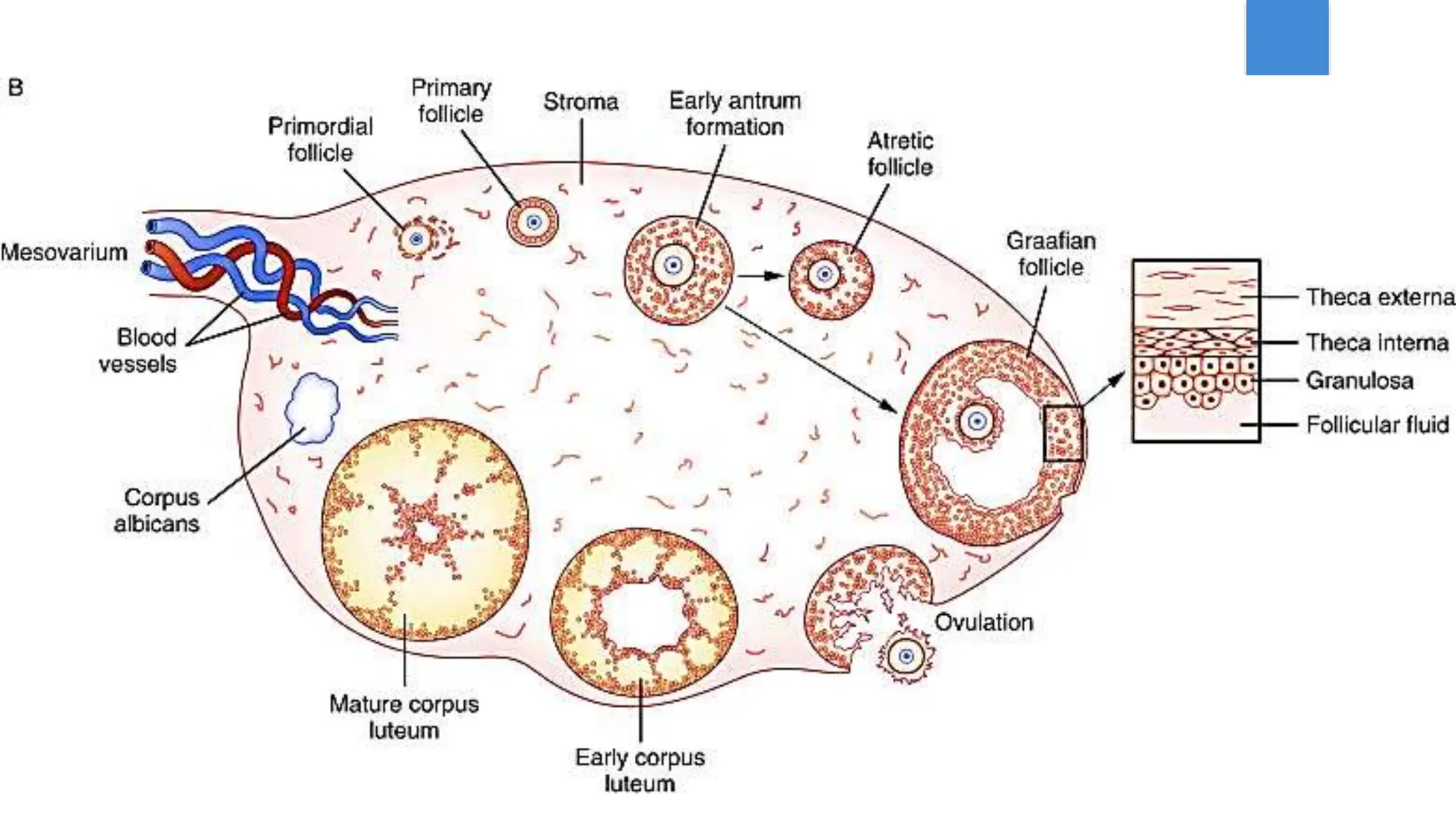 03 04 05 Female reproductive cycle, Fertilization, First week cleavage ...