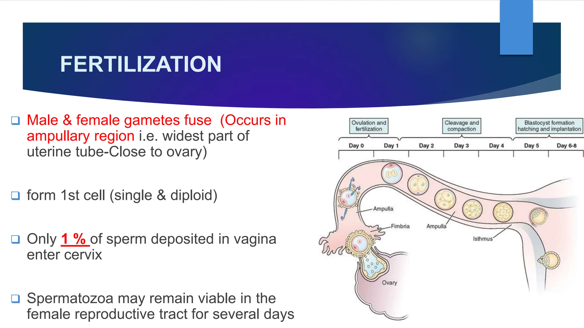 03 04 05 Female reproductive cycle, Fertilization, First week cleavage ...