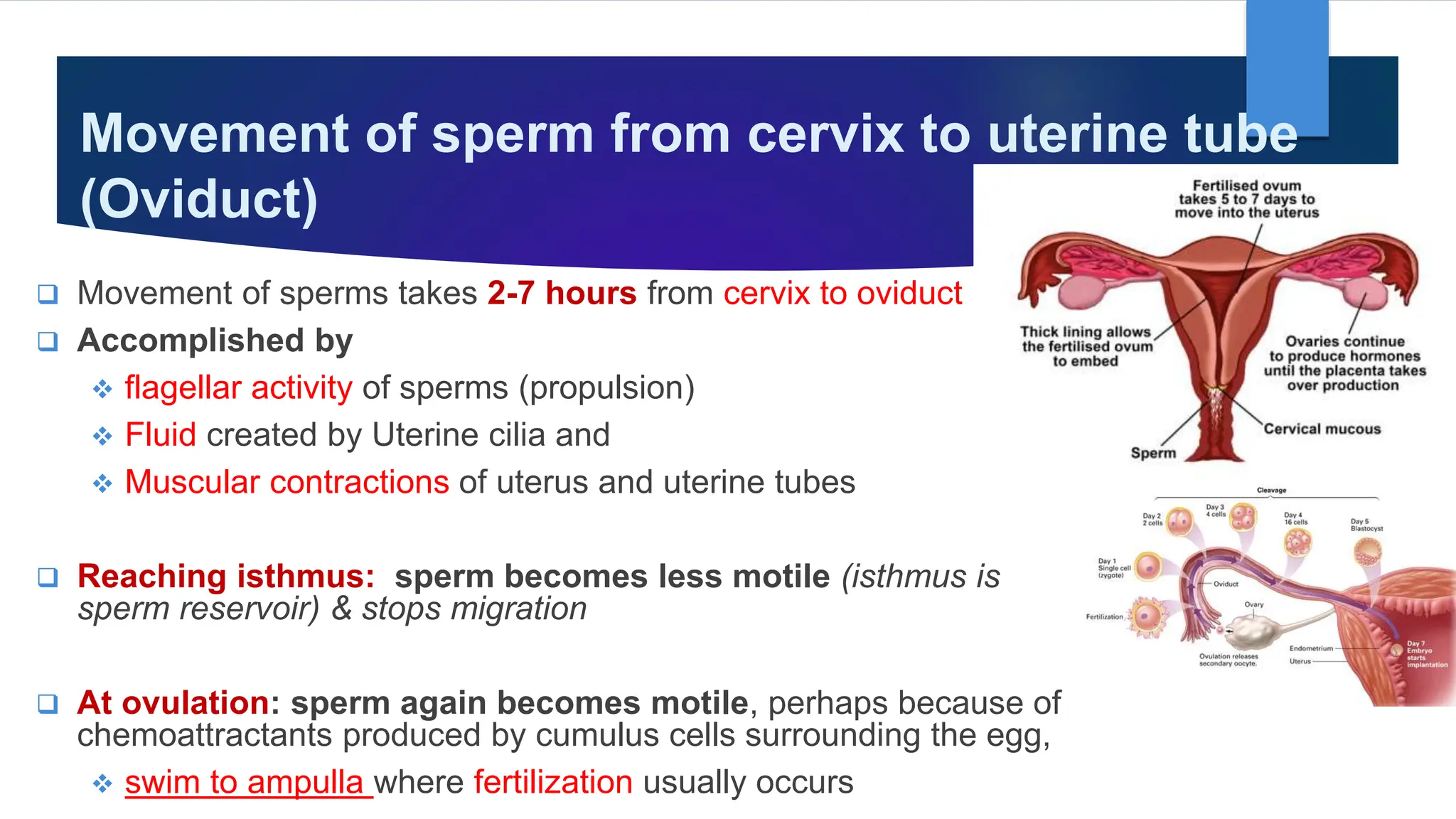 03 04 05 Female reproductive cycle, Fertilization, First week cleavage ...