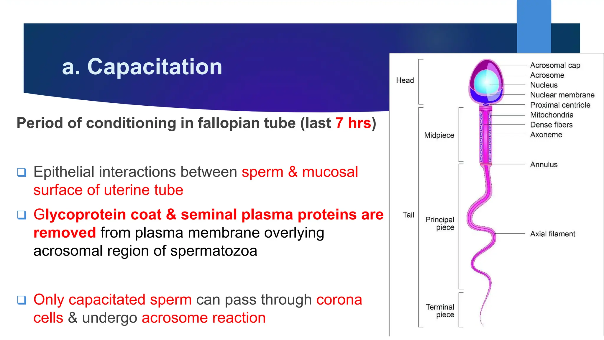 03 04 05 Female reproductive cycle, Fertilization, First week cleavage ...