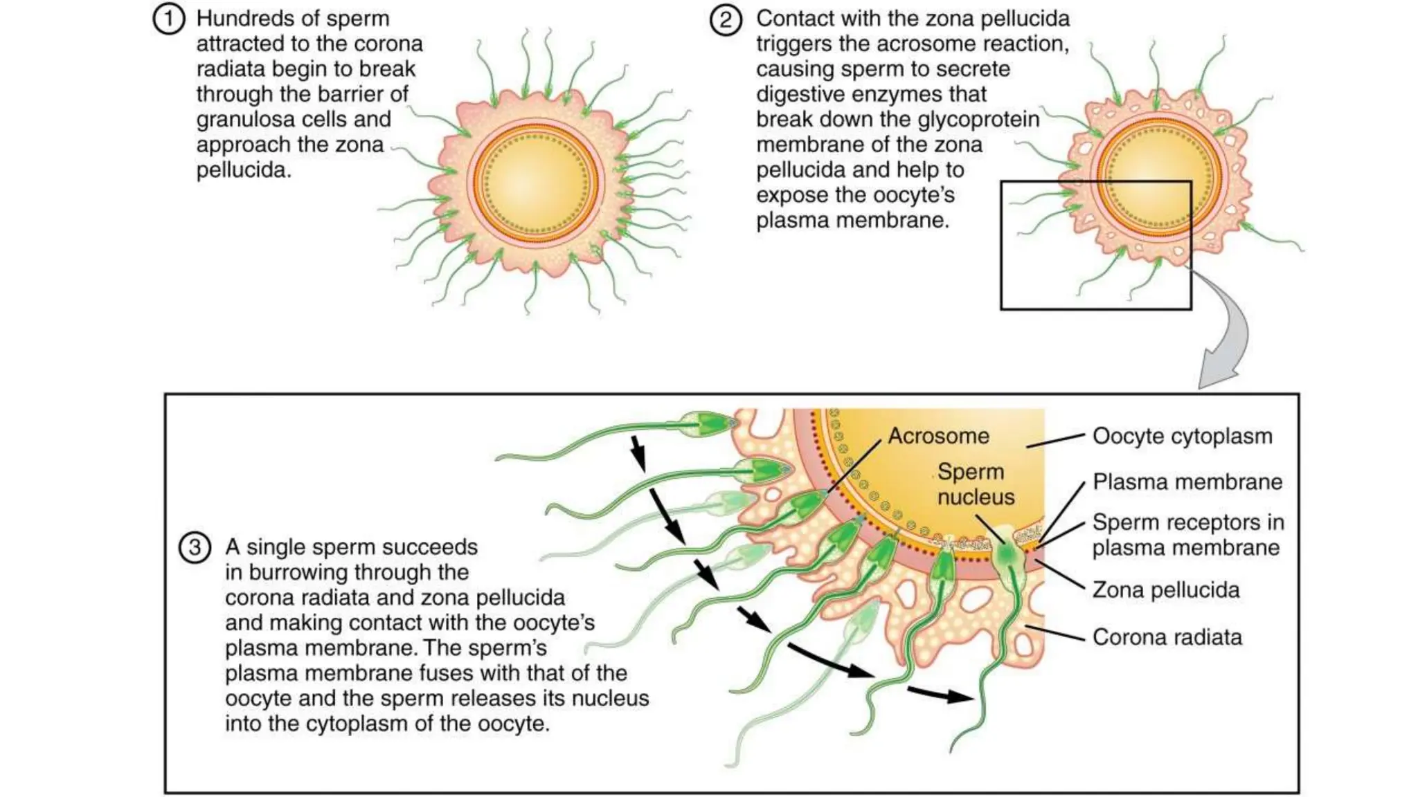 03 04 05 Female reproductive cycle, Fertilization, First week cleavage ...