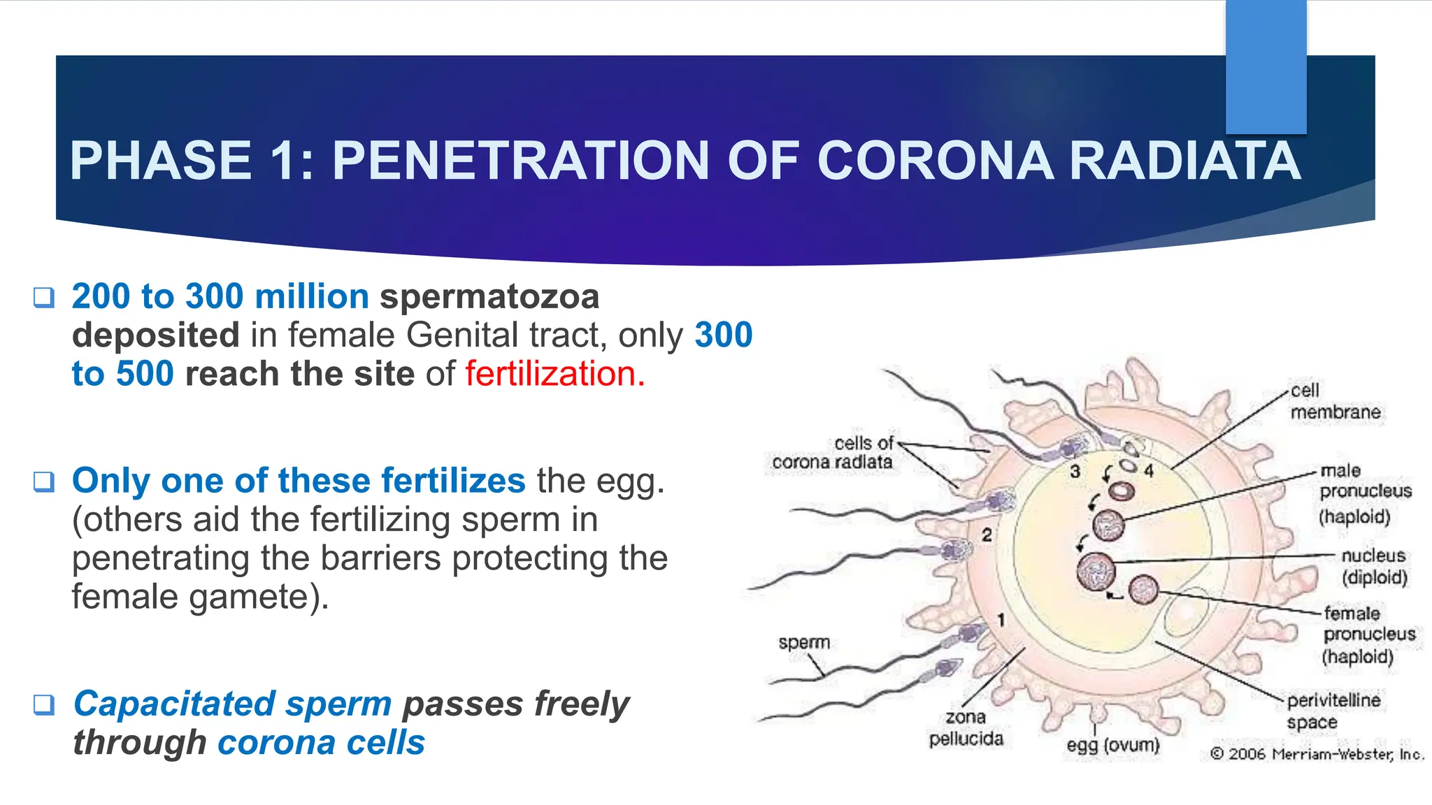 03 04 05 Female reproductive cycle, Fertilization, First week cleavage ...