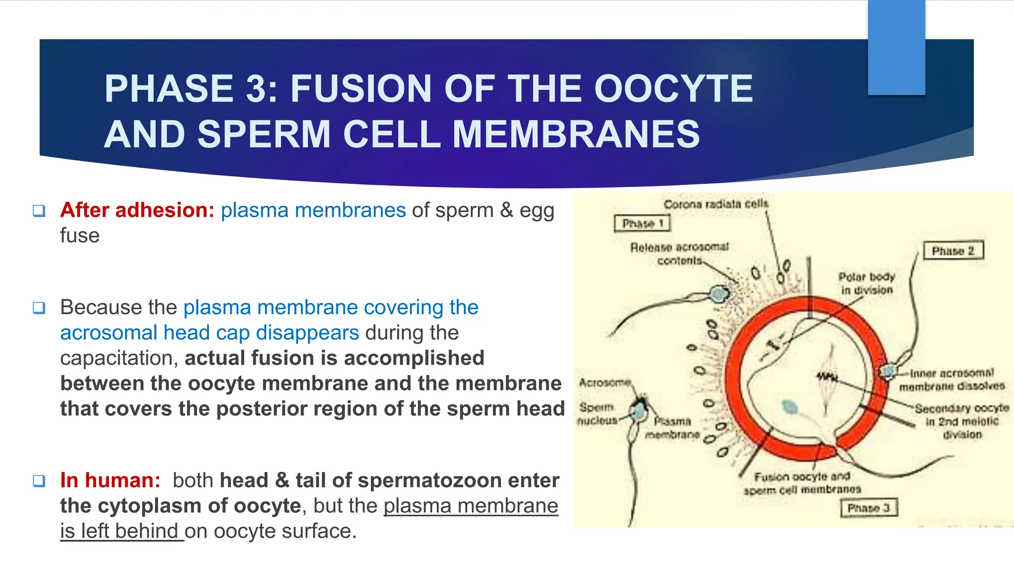 03 04 05 Female reproductive cycle, Fertilization, First week cleavage ...