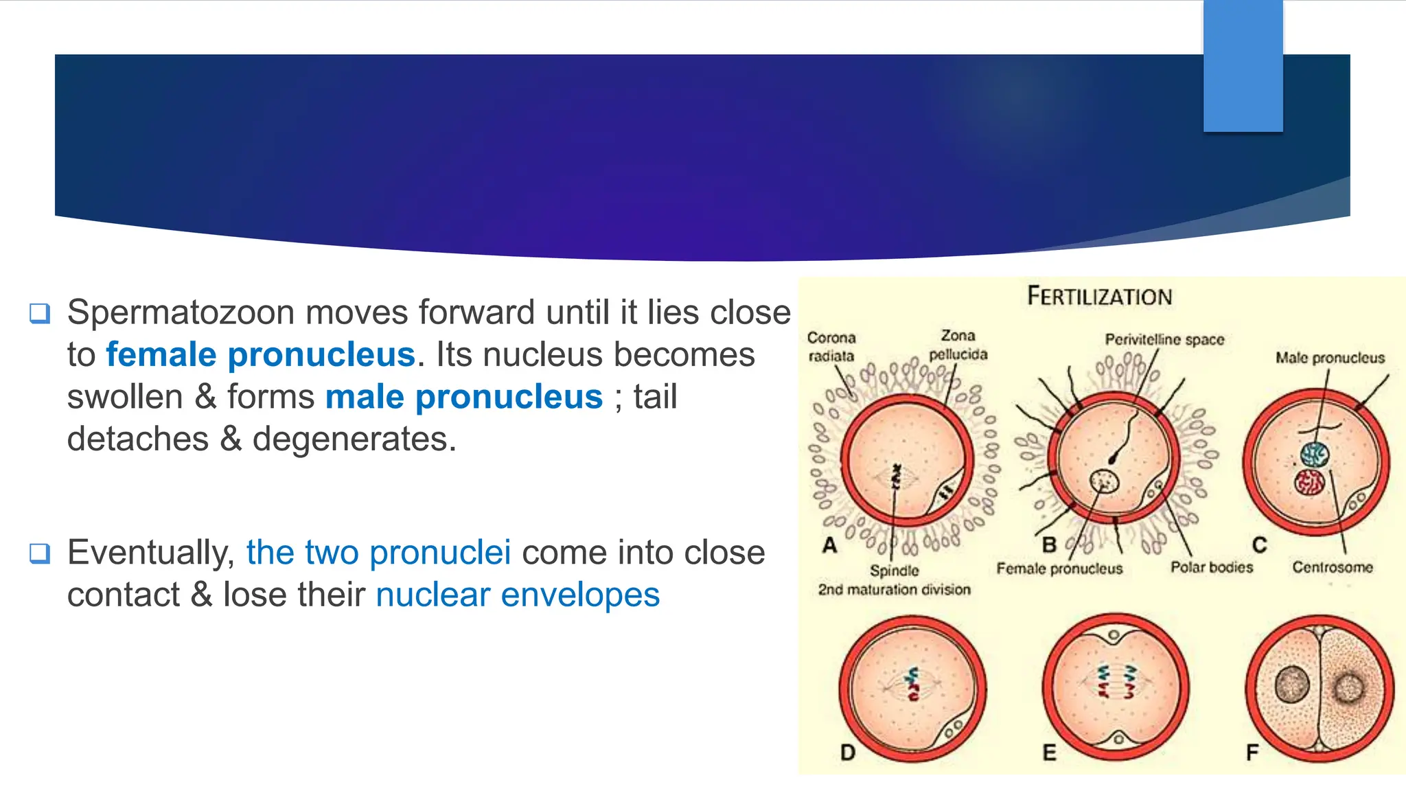 03 04 05 Female reproductive cycle, Fertilization, First week cleavage ...