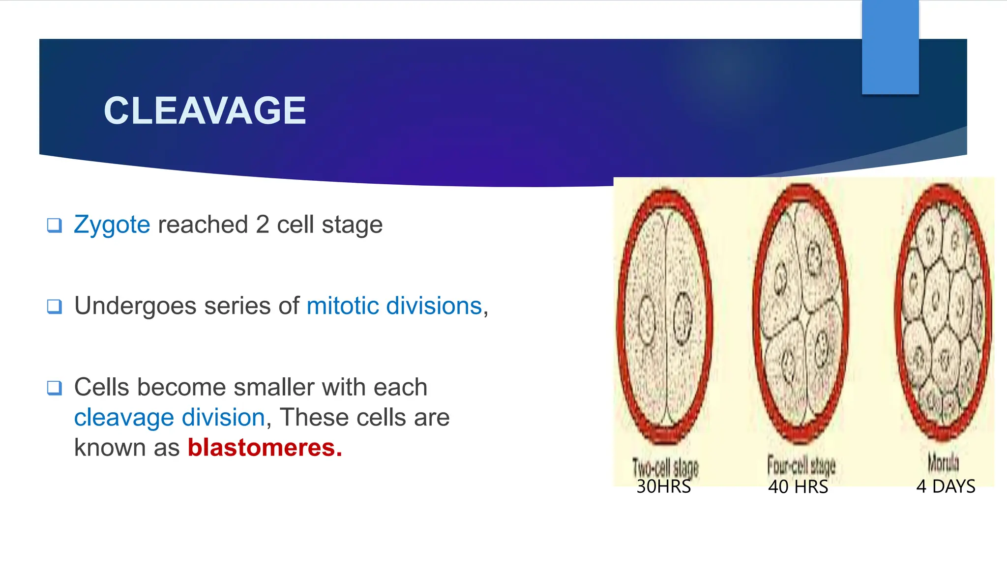 03 04 05 Female reproductive cycle, Fertilization, First week cleavage ...
