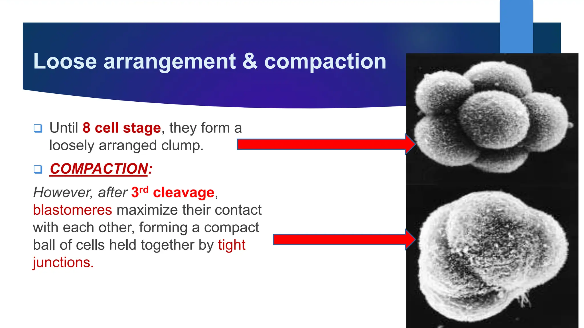 03 04 05 Female reproductive cycle, Fertilization, First week cleavage ...