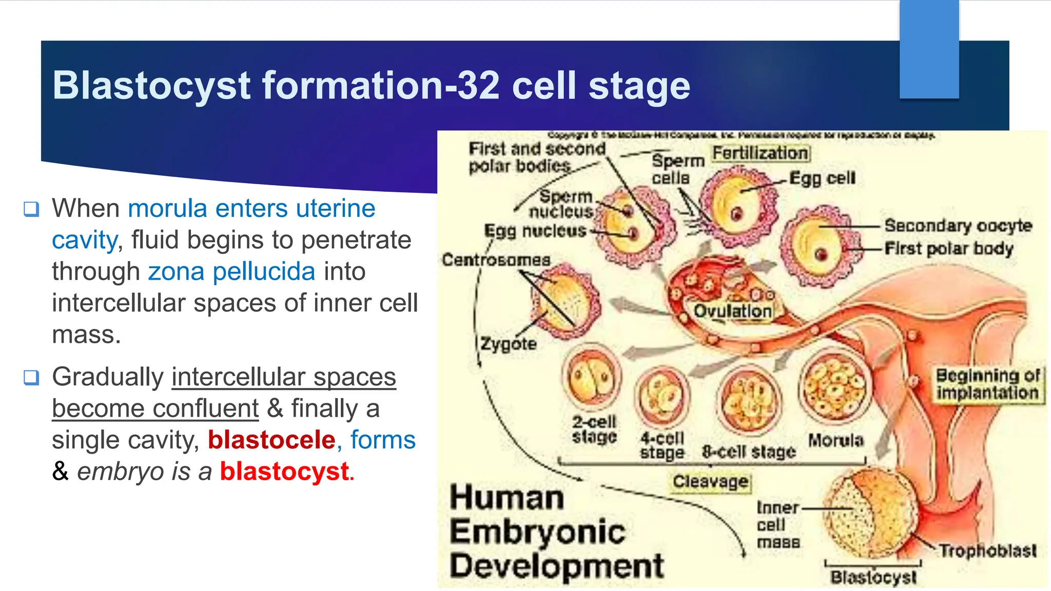 03 04 05 Female reproductive cycle, Fertilization, First week cleavage ...