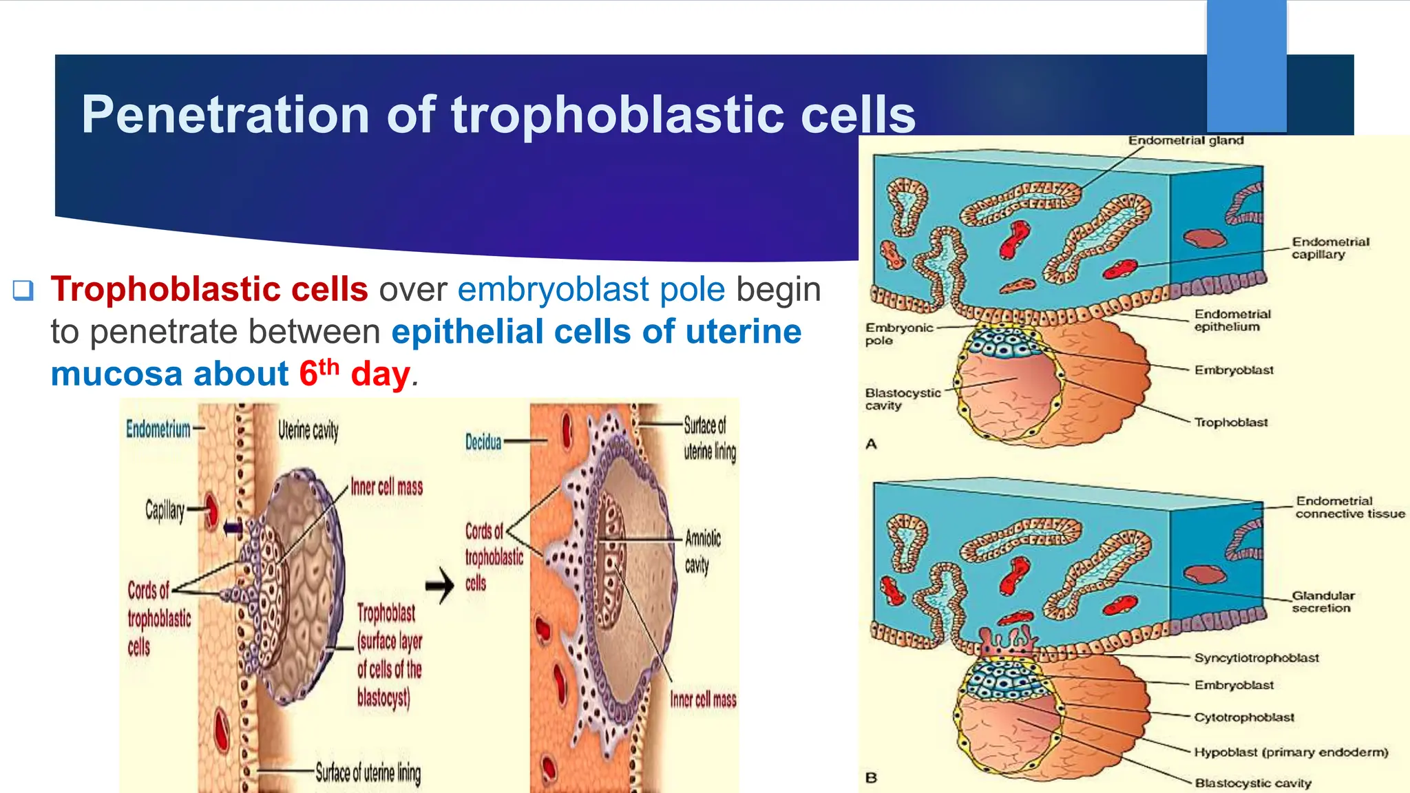 03 04 05 Female reproductive cycle, Fertilization, First week cleavage ...
