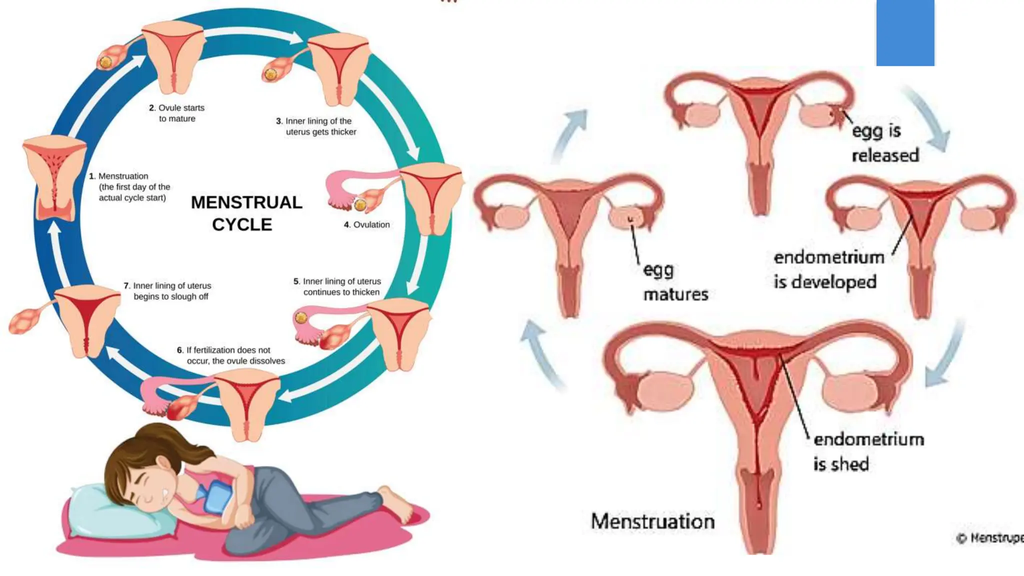 03 04 05 Female reproductive cycle, Fertilization, First week cleavage ...