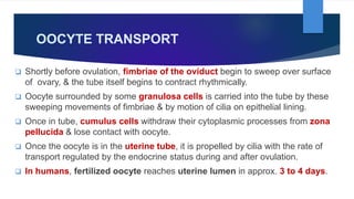03 04 05 Female reproductive cycle, Fertilization, First week cleavage ...