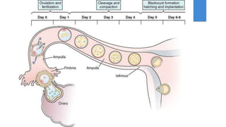03 04 05 Female reproductive cycle, Fertilization, First week cleavage ...