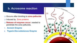 03 04 05 Female reproductive cycle, Fertilization, First week cleavage ...