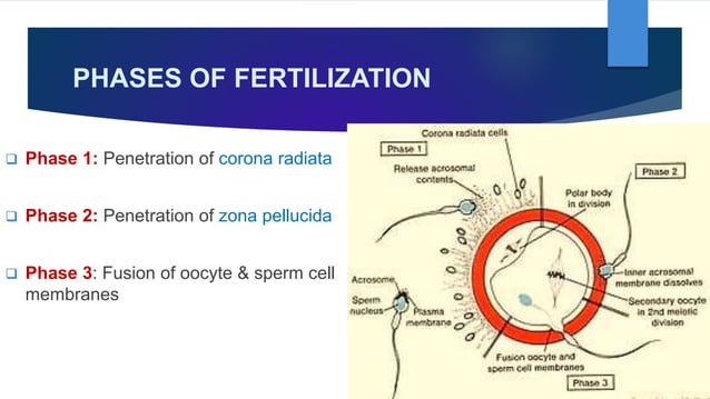 03 04 05 Female reproductive cycle, Fertilization, First week cleavage ...