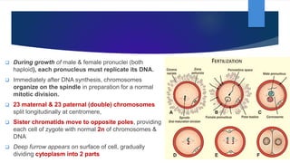 03 04 05 Female reproductive cycle, Fertilization, First week cleavage ...