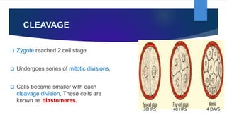03 04 05 Female reproductive cycle, Fertilization, First week cleavage ...