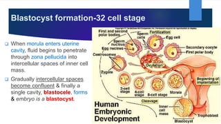 03 04 05 Female reproductive cycle, Fertilization, First week cleavage ...