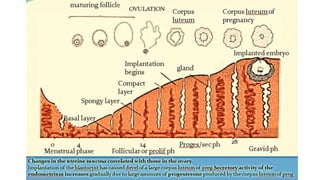03 04 05 Female reproductive cycle, Fertilization, First week cleavage ...