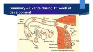 03 04 05 Female reproductive cycle, Fertilization, First week cleavage ...
