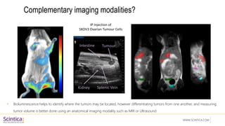 Tips and Tricks for Preclinical Optical Imaging | PPT