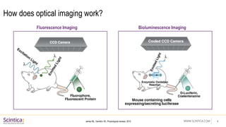 Tips and Tricks for Preclinical Optical Imaging | PPT