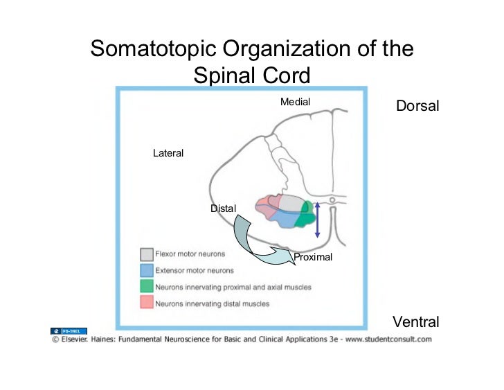 03.09.09(b): Spinal Cord & Spinal Nerves, part I