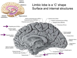 030915 overview gross neuroanatomy student | PPTX