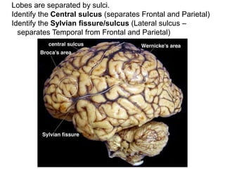 030915 overview gross neuroanatomy student | PPTX