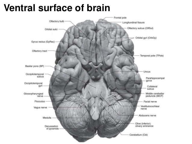Brain Surface Anatomy