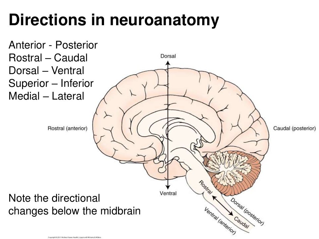 030915 overview gross neuroanatomy student