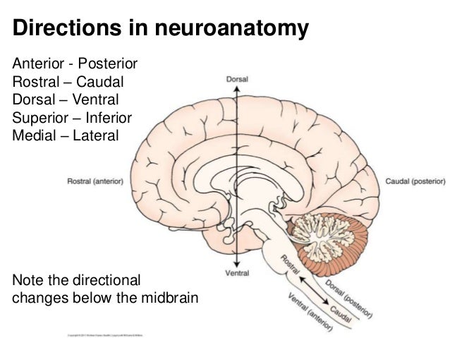 030915 overview gross neuroanatomy student
