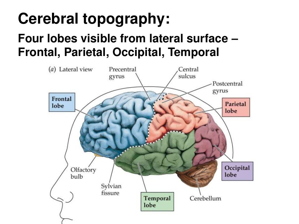 Neuroanatomy Kfu