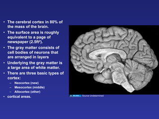 03.16.09(b): Cerebral Cortex | PDF
