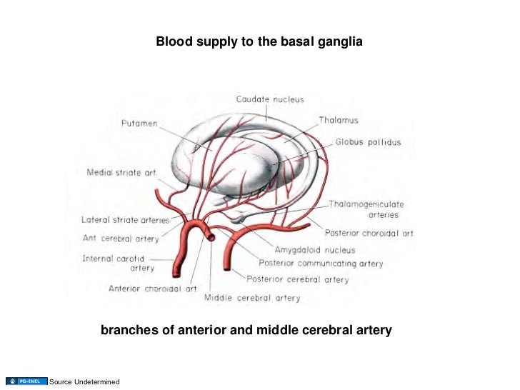 03.17.09(b): Basal Ganglia