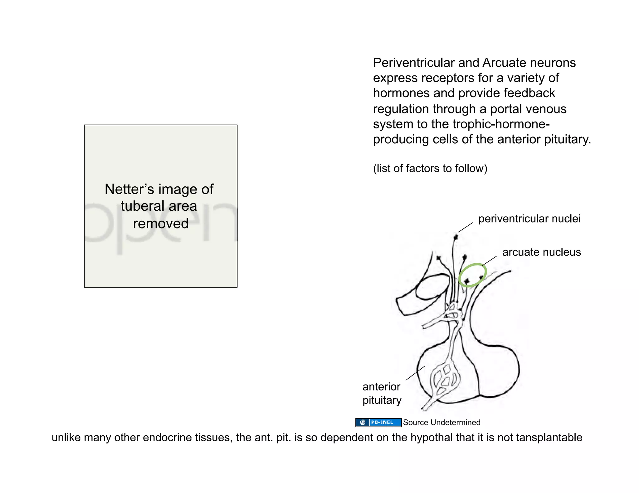03.18.09(b): Hypothalmus | PDF