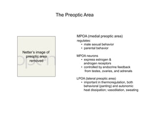 03.18.09(b): Hypothalmus | PDF