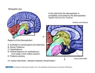 03.18.09(b): Hypothalmus | PDF