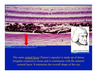 Tenons Capsule Histology