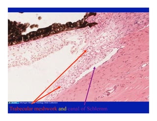 Canal Of Schlemm Histology
