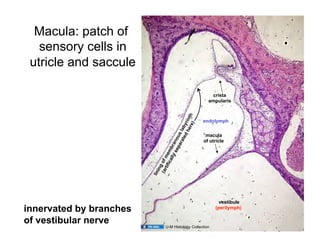 03.18.09(d): Ear Histology | PDF