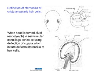 03.18.09(d): Ear Histology | PDF
