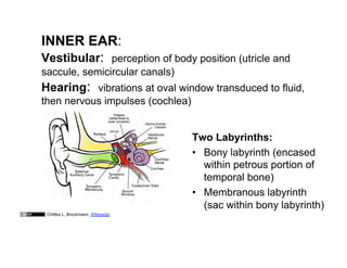 03.18.09(d): Ear Histology | PDF